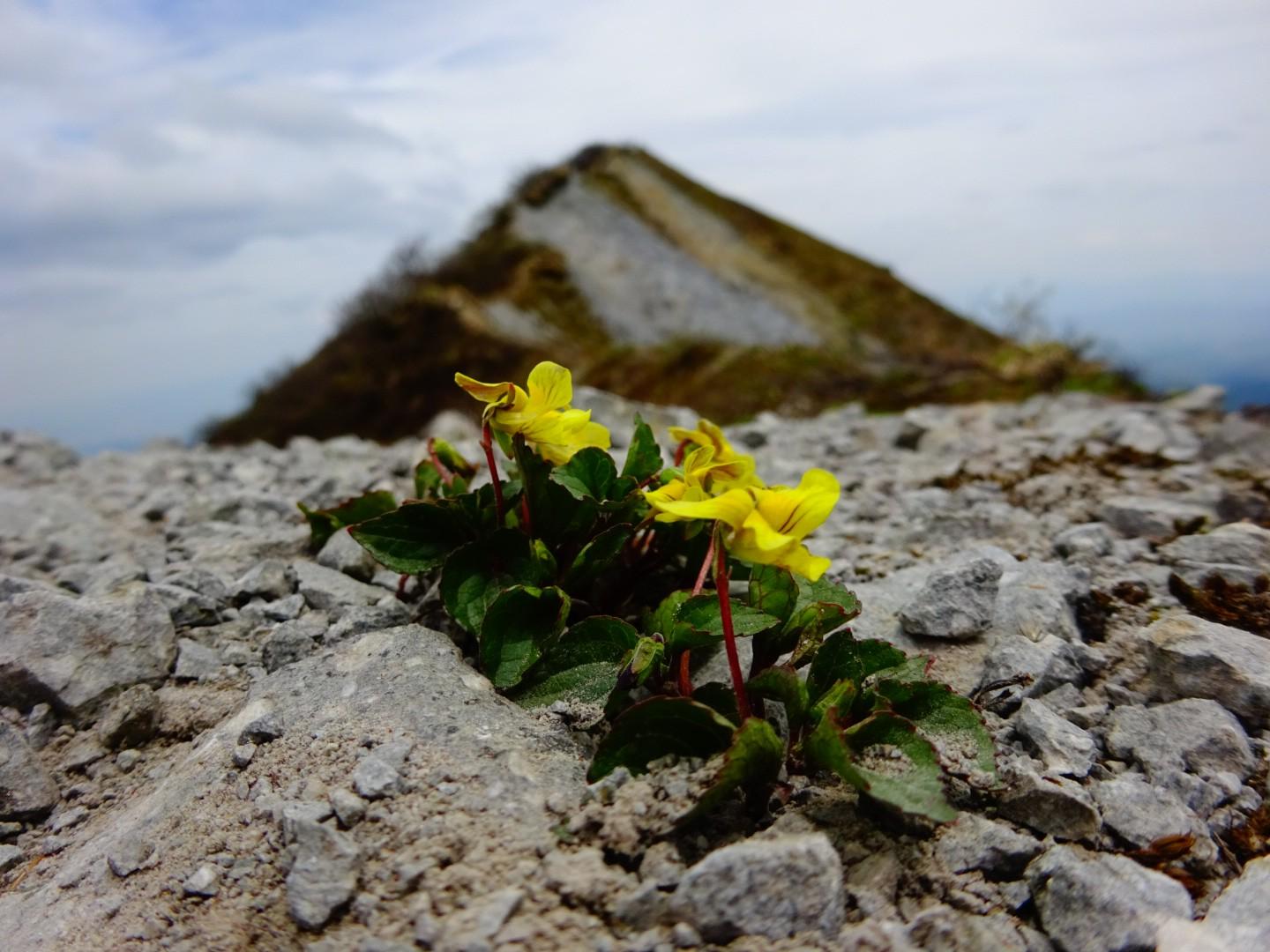 先日登った木谷から振子沢を遡った大山！ ... / GREENさんのモーメント | YAMAP / ヤマップ