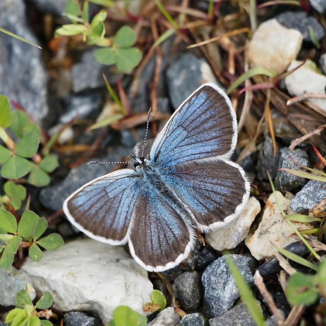 アサマシジミに会えました。 / JICKさんのモーメント | YAMAP / ヤマップ