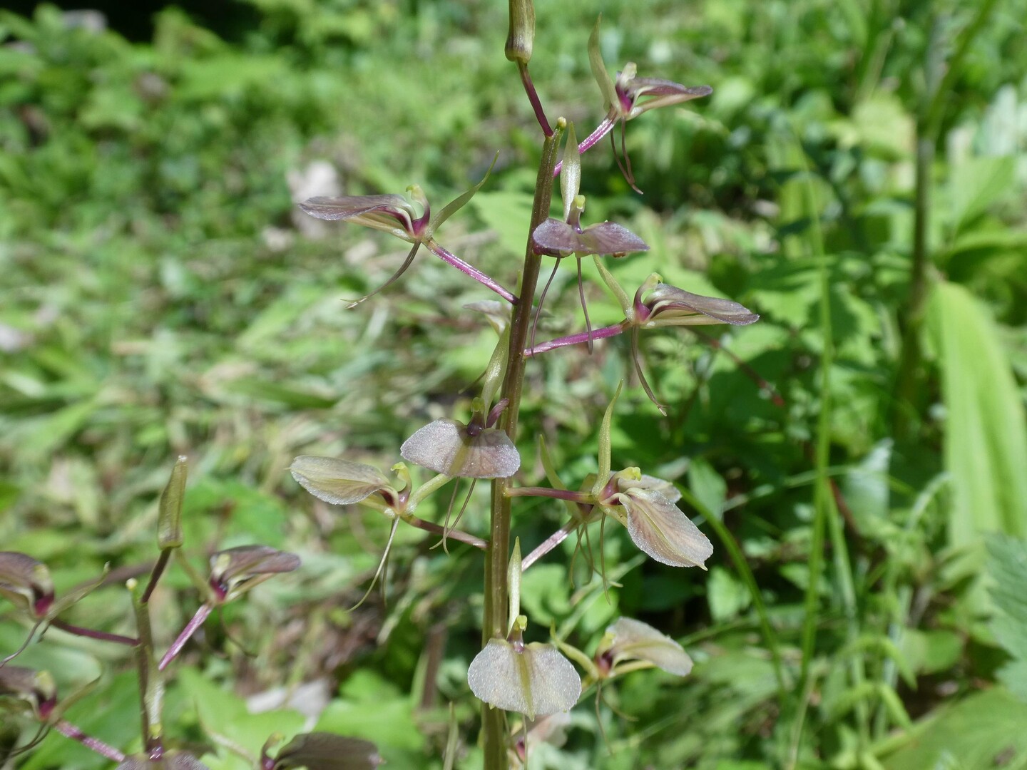 今日も花散策 / noriGさんのハイキングの活動データ | YAMAP / ヤマップ