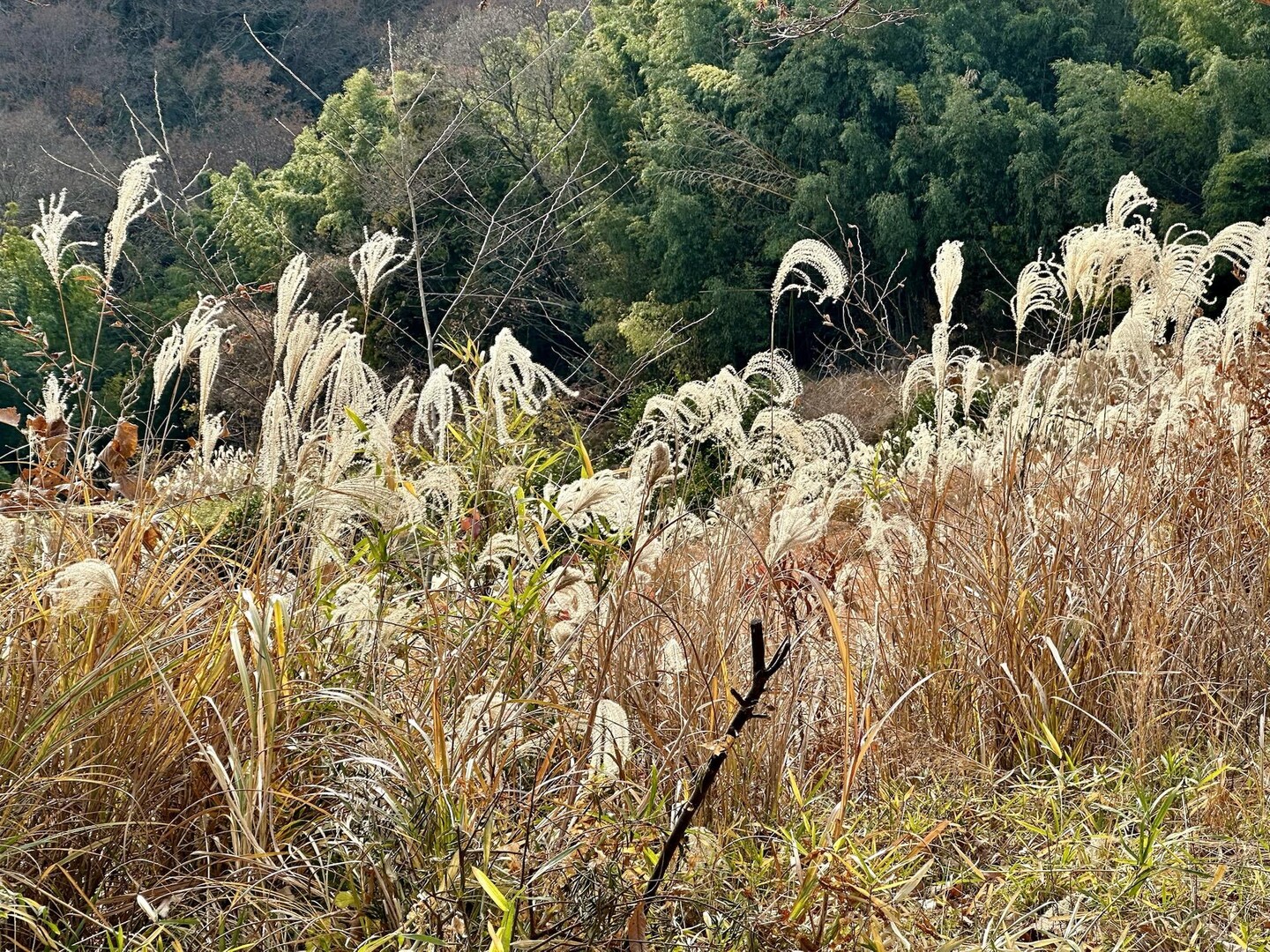 山詣【丹沢 吾妻山】 / 佐坊 芯太郎(Shintaro Sabo)さんの弘法山の活動データ | YAMAP / ヤマップ