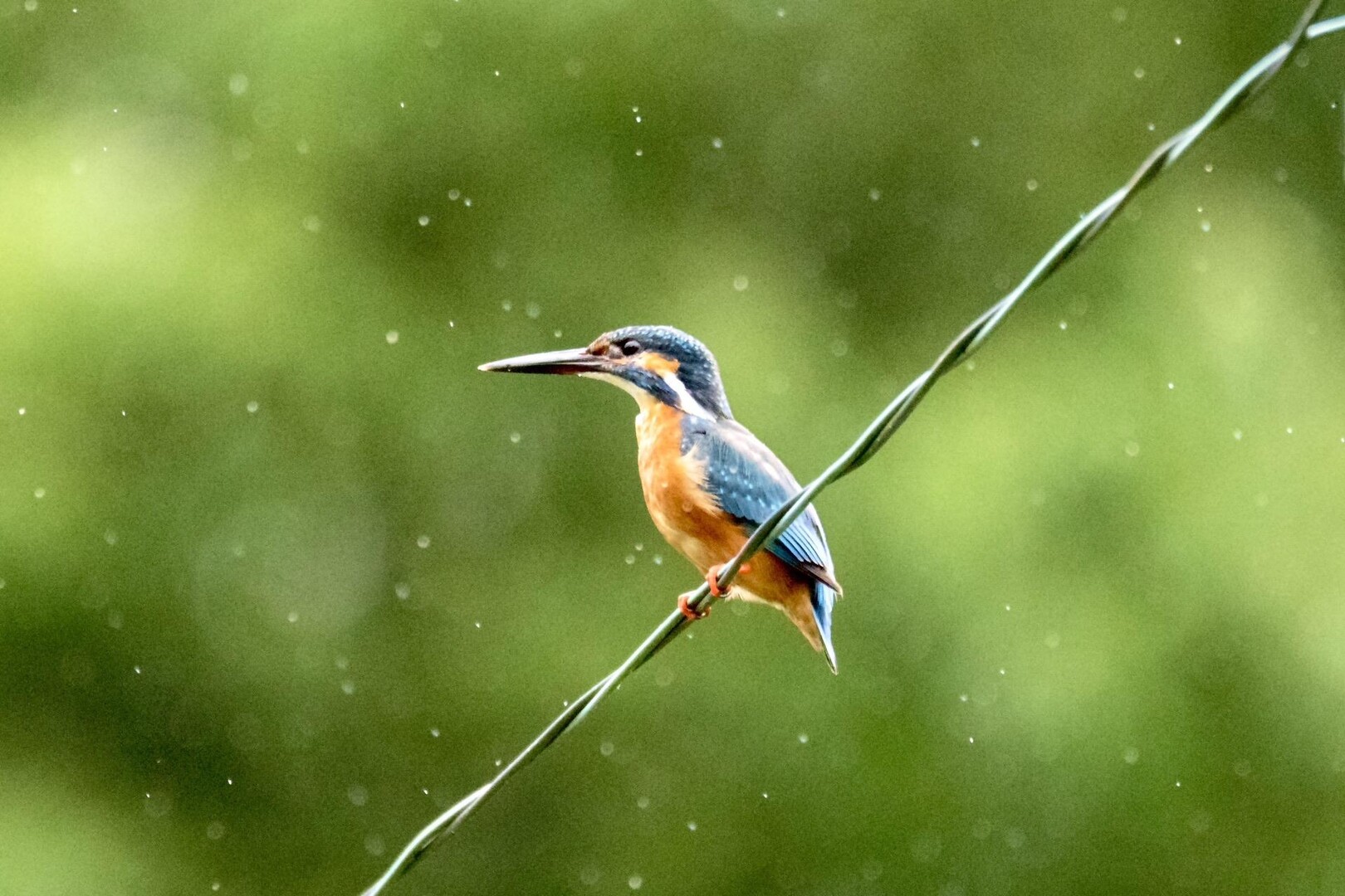 翡翠君、雀っ子、モズっち、サンコウチョウ... / さとちゃん(iotan)さんのモーメント | YAMAP / ヤマップ