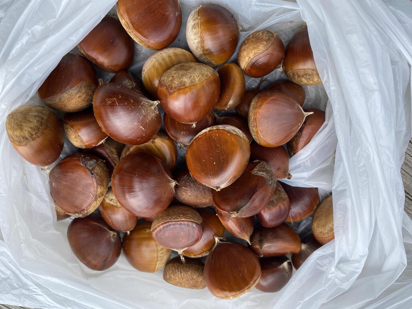 🌰栗拾いpart3 in文殊の山々 / R320さんの文殊山の活動データ | YAMAP / ヤマップ