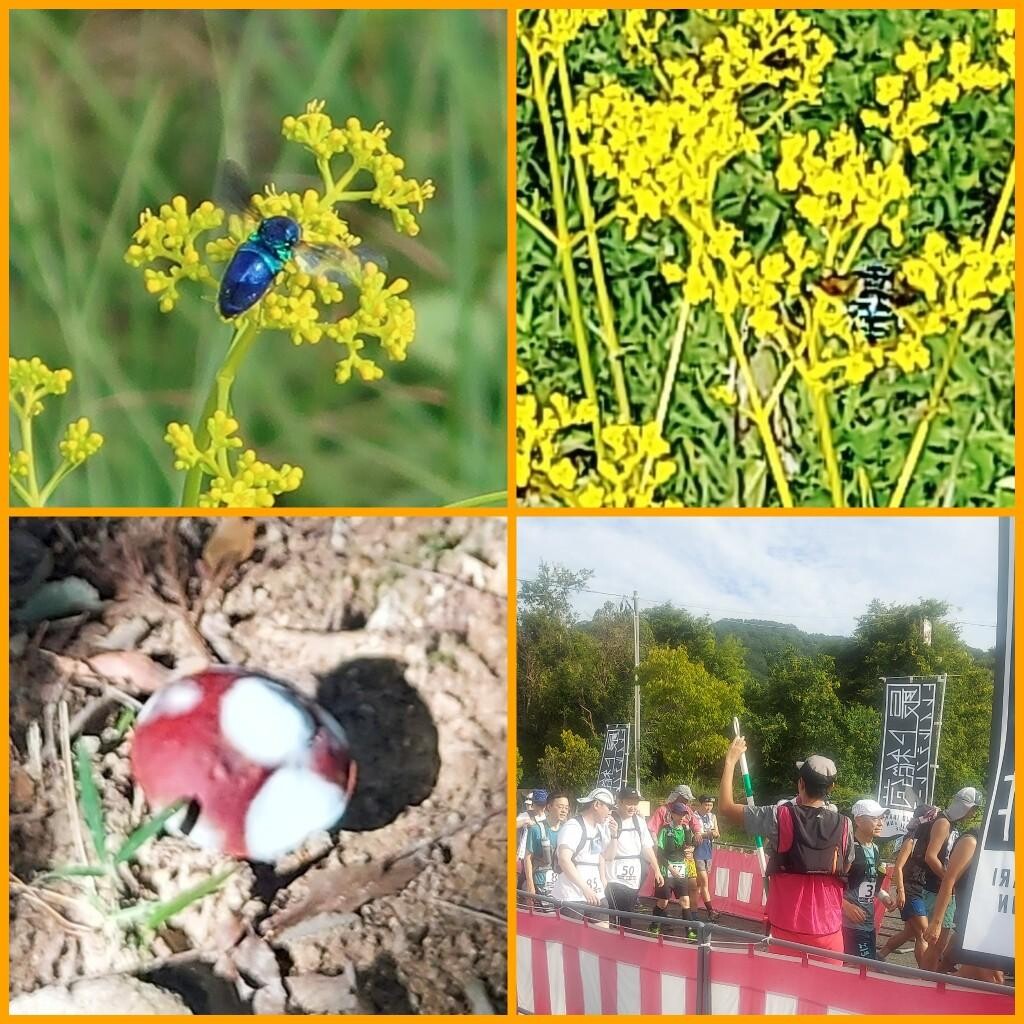 青い蜂を見に龍泉寺へ / Shimo KJさんのトレイルランニングの活動データ | YAMAP / ヤマップ