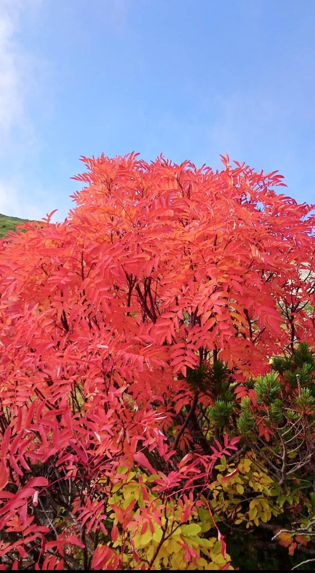 私の山履歴でGoodな紅葉🍁 / ミヒルさんのモーメント | YAMAP / ヤマップ