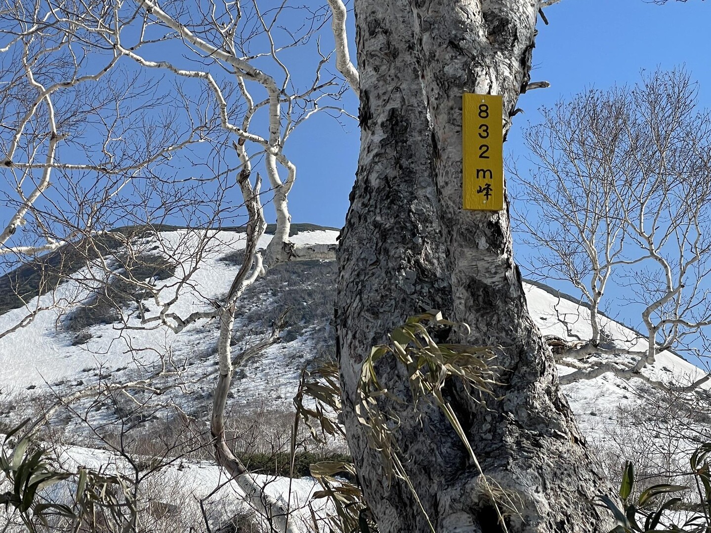 まだ雪あったぞ🗻832m峰 / Youichiさんのニセコアンヌプリ・イワオヌプリ・チセヌプリの活動データ | YAMAP / ヤマップ