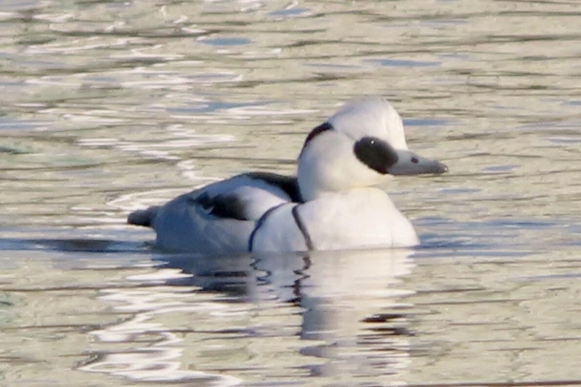 パンダくん🐼に会いたくて💕 / otaksaさんの明神山・玉手山の活動データ | YAMAP / ヤマップ