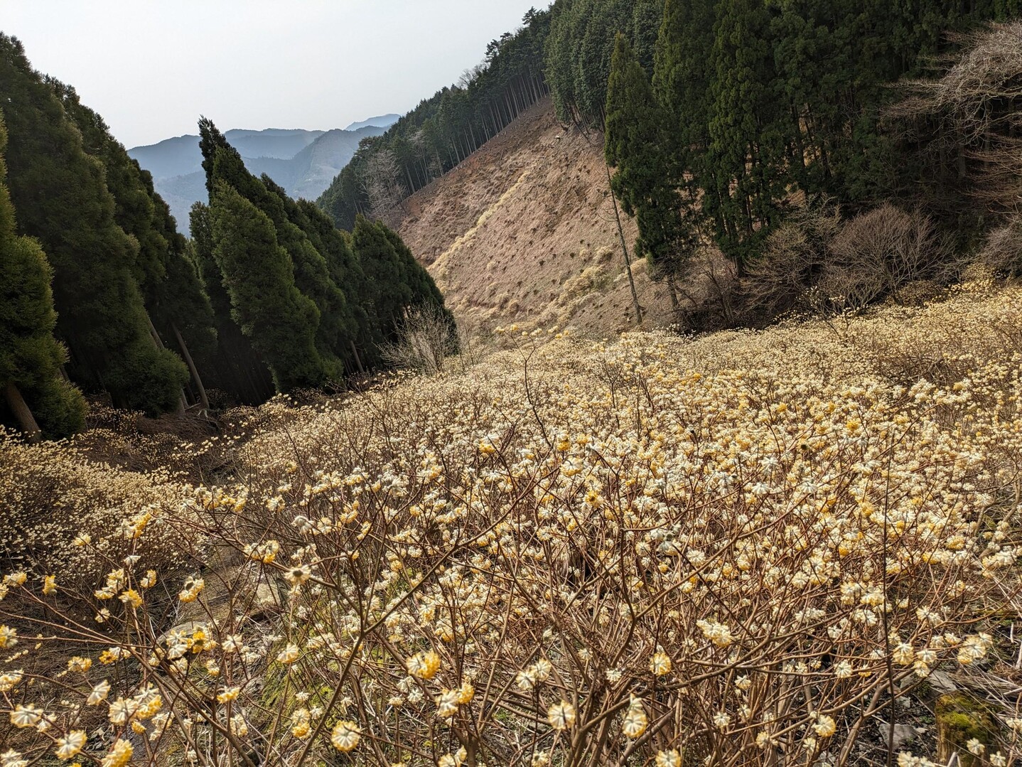 花活🌼（袴ヶ仙） / kaz23さんの袴ヶ仙の活動データ | YAMAP / ヤマップ