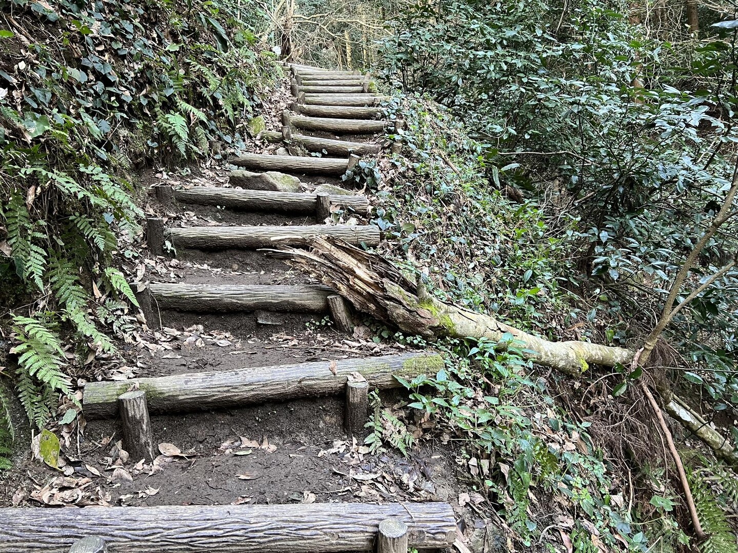 活動日数100日目。 / FW16さんの立花山・三日月山・城ノ越山の活動データ | YAMAP / ヤマップ