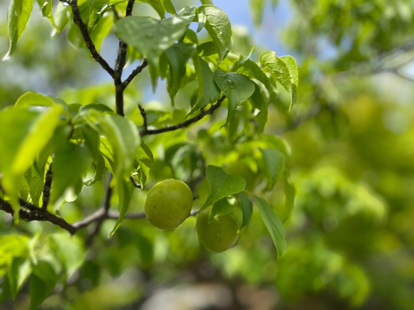 何年振りかのガーデンパーク。 浜松の良い... / mocchiさんのモーメント | YAMAP / ヤマップ