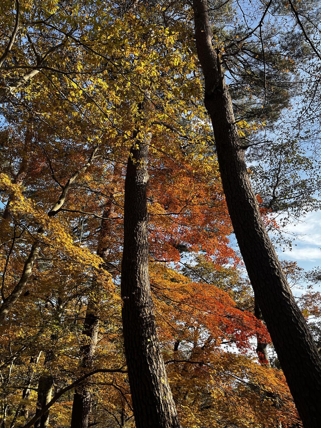 Do you think about me? / シュウさんの面白山・神室岳・大東岳・雨呼山の活動データ | YAMAP / ヤマップ
