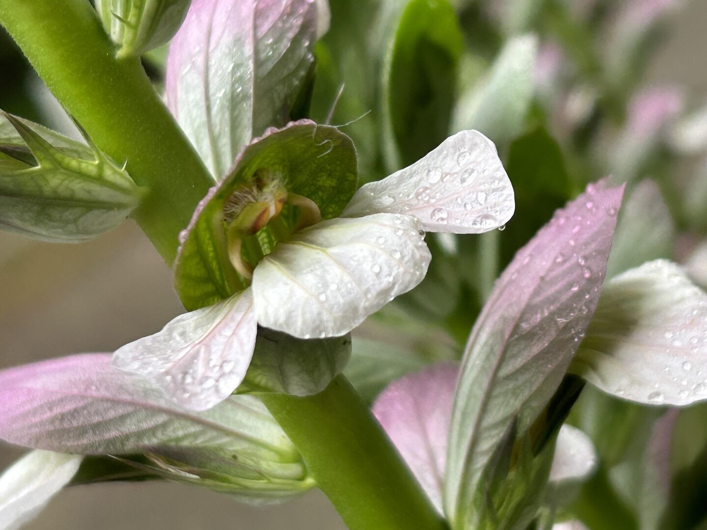 お花便りR5-23 ☔️雨模様のお散歩先... / kaizaさんのモーメント | YAMAP / ヤマップ