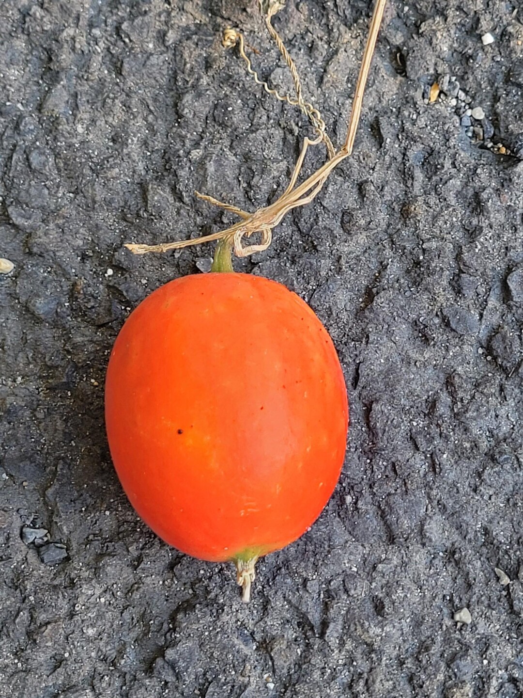 山トレLSD🏃 ゴルフ場4ヶ所巡り / baseさんのランニングの活動データ | YAMAP / ヤマップ