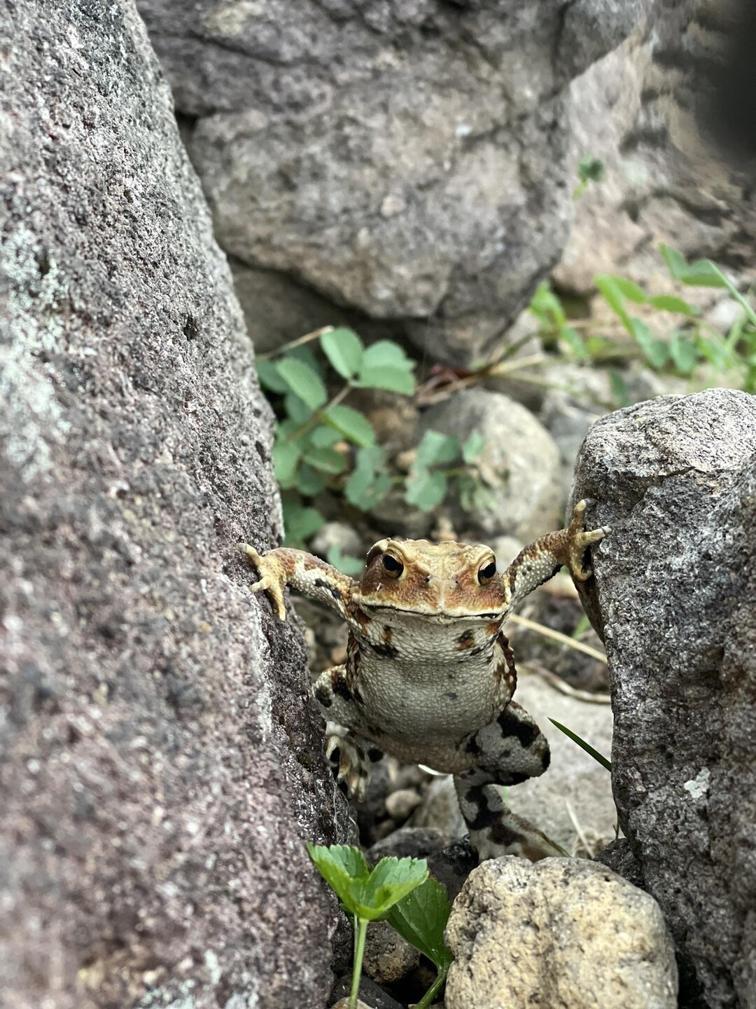 伏拝岳・行者岳・七高山・鳥海山（新山） / MIYABINさんの鳥海山・七高山・笙ヶ岳の活動データ | YAMAP / ヤマップ