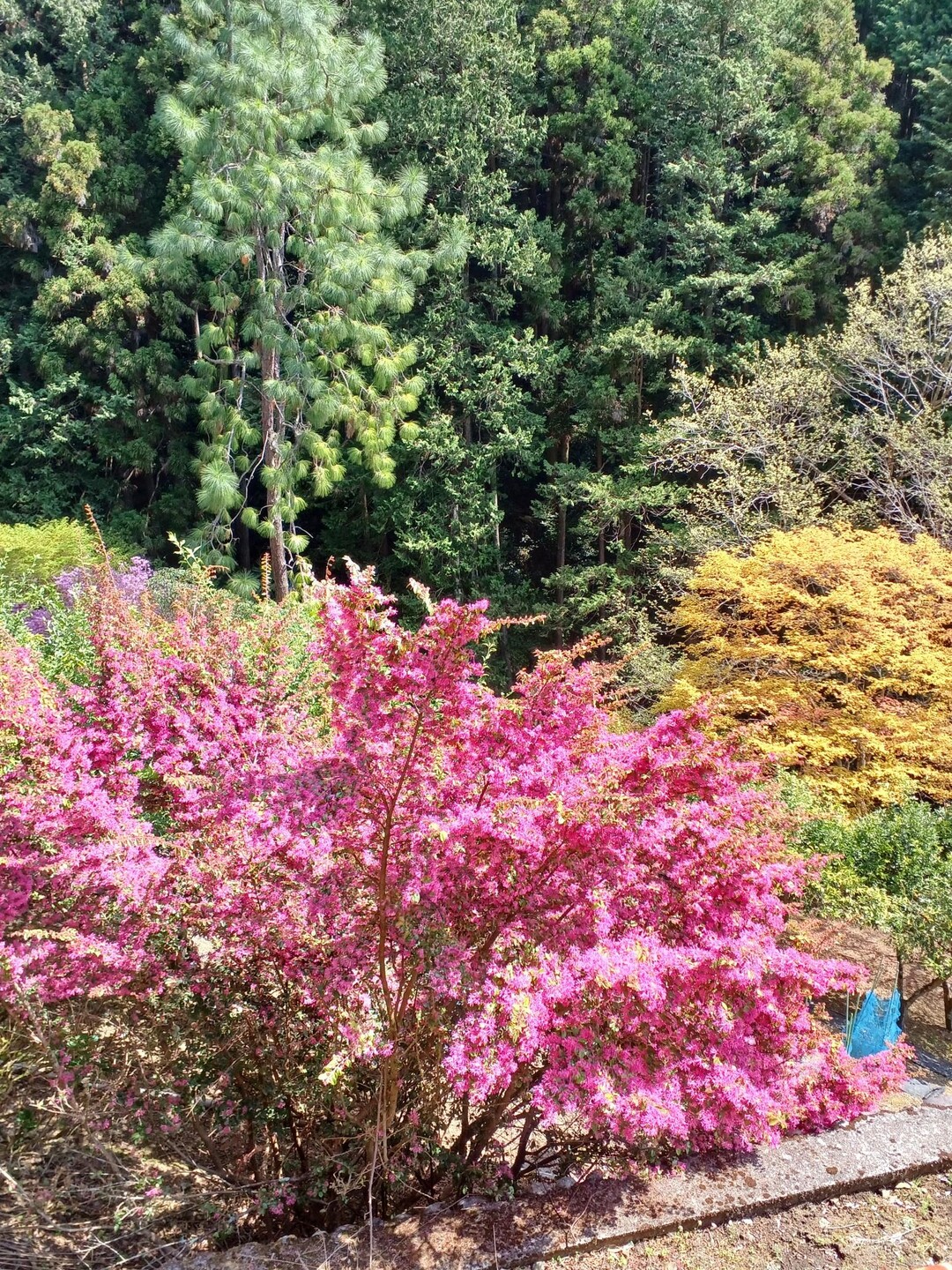 高水三山 / spesさんの高水山・岩茸石山・惣岳山の活動データ | YAMAP / ヤマップ