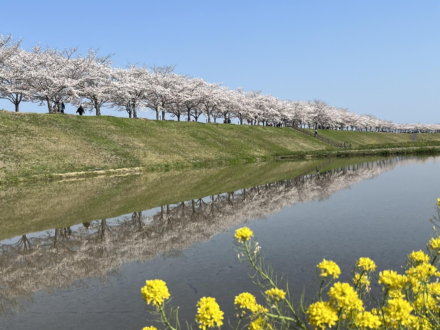 R5.4.1 小野市の桜づつみ回廊 / matyさんのモーメント | YAMAP / ヤマップ