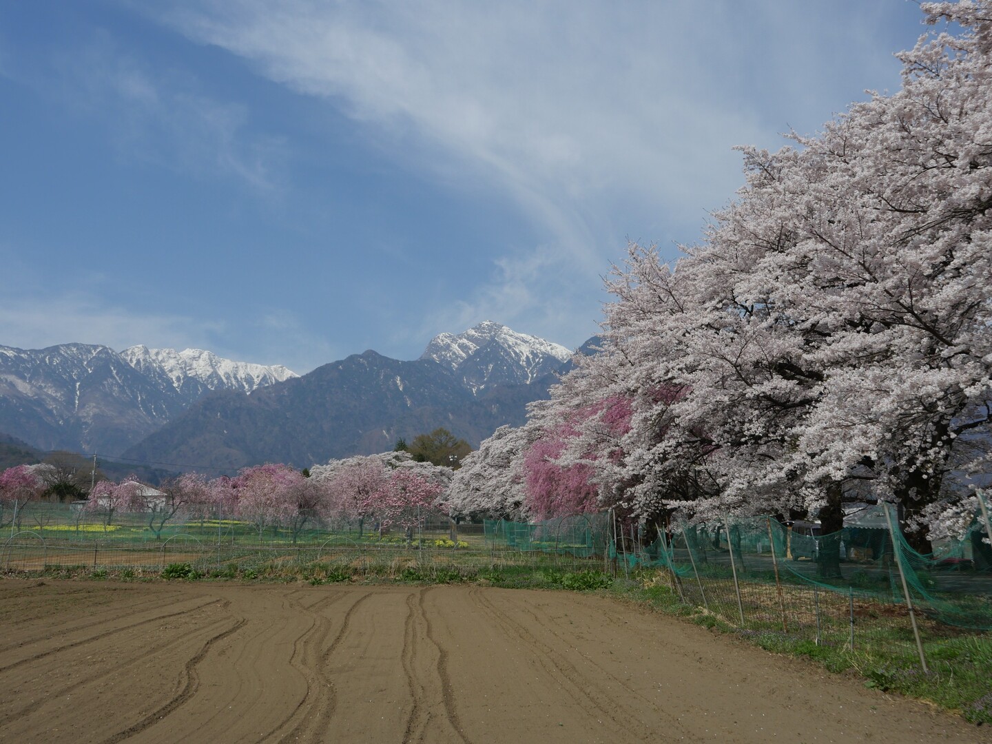 真原桜並木を見に行きました。 桜並木のト... / syorinさんのモーメント | YAMAP / ヤマップ
