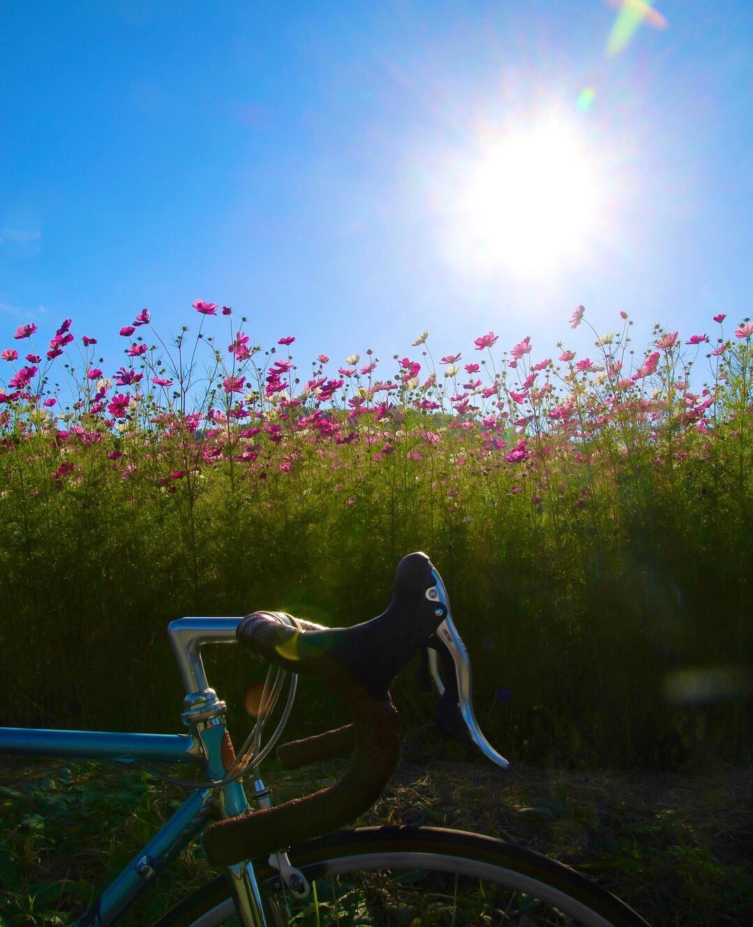 秋桜と自転車。 / kazu51さんのモーメント | YAMAP / ヤマップ