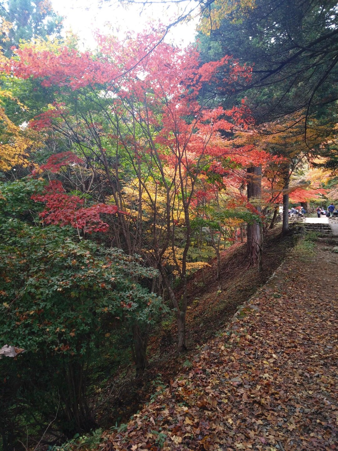 紅葉を見に御岳山へ🍁 / ayuさんのモーメント | YAMAP / ヤマップ