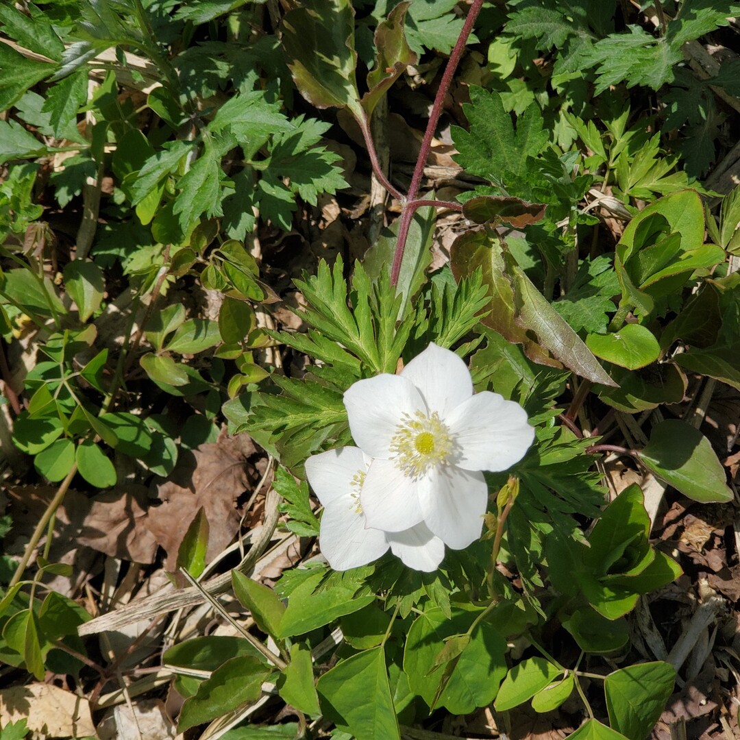 totoのページ | YAMAP / ヤマップ