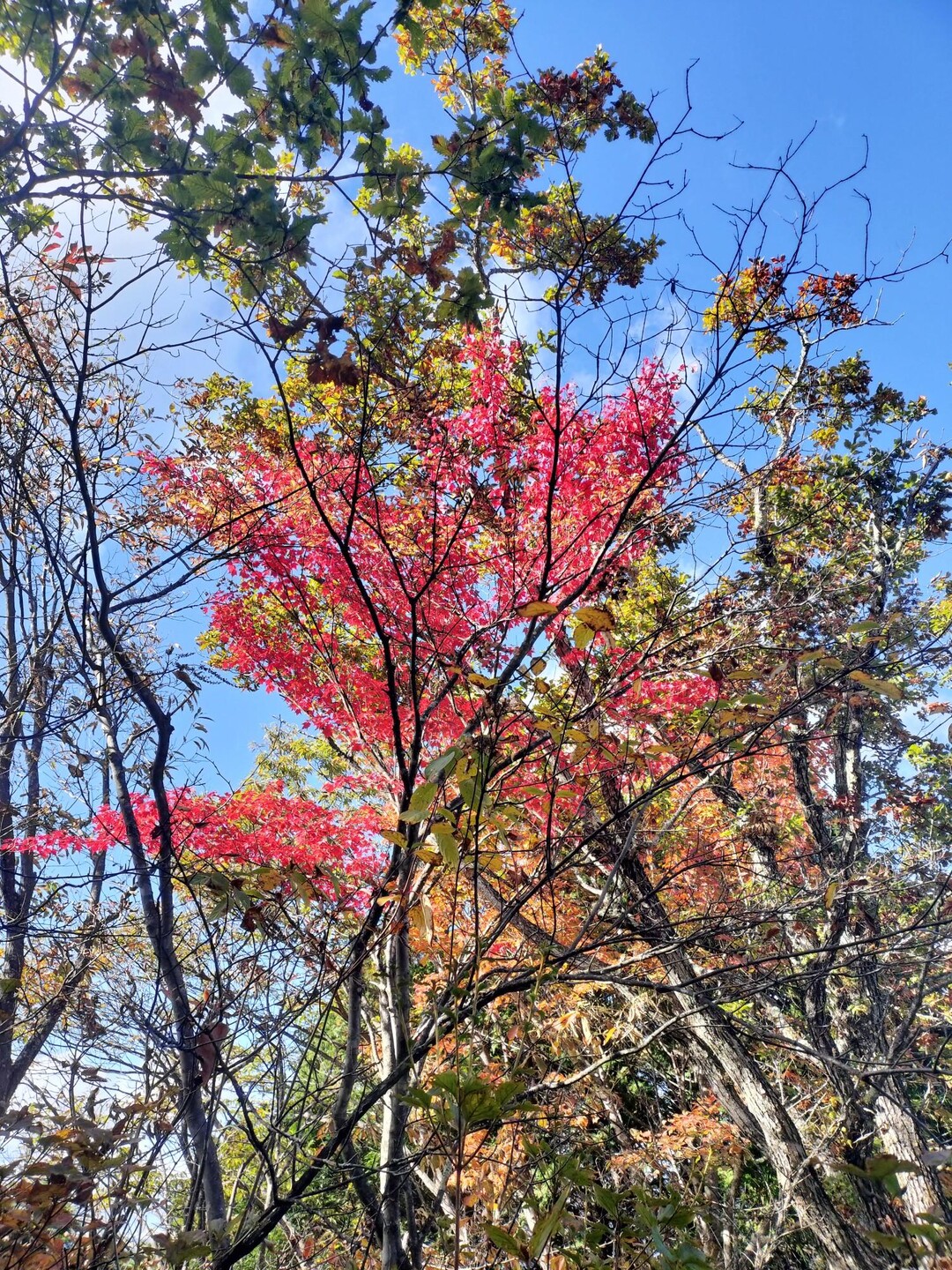 秩父ラン🍁 / MJさんの武甲山・伊豆ヶ岳・小持山の活動データ | YAMAP / ヤマップ