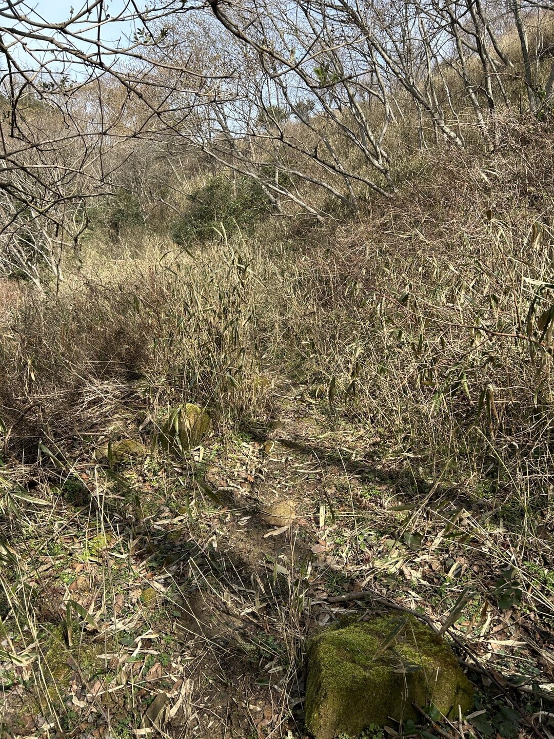 chihiro🌷さんの投稿したフィールドメモ | YAMAP / ヤマップ