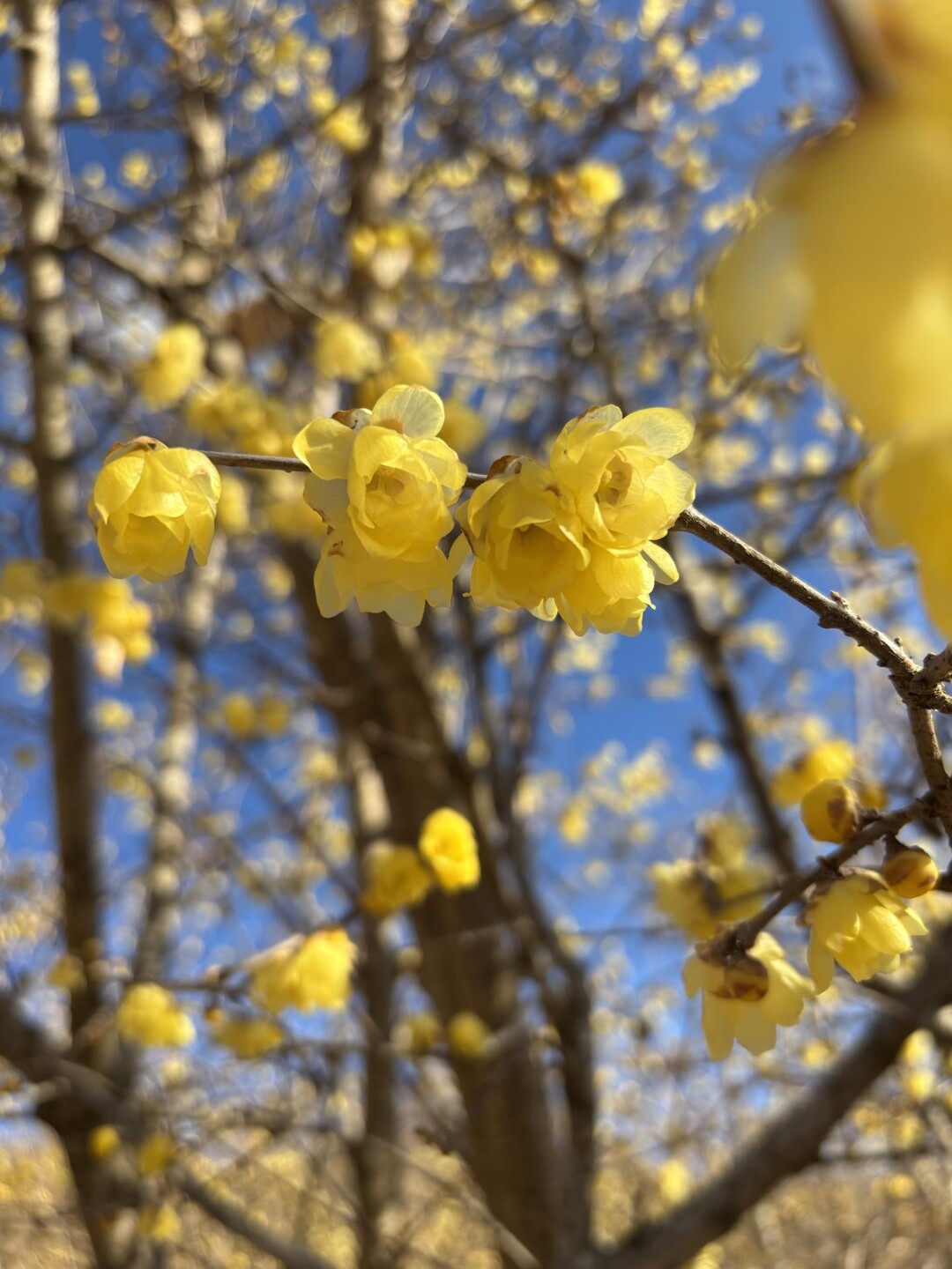 寄〜鍋割山周回(ロウバイまつり💛) / ekさんの塔ノ岳・丹沢山・蛭ヶ岳の活動データ | YAMAP / ヤマップ