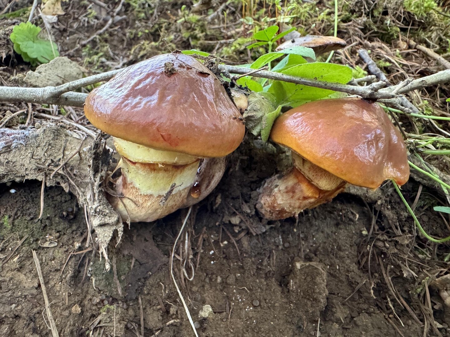 秋の味覚、落葉きのこ(ハナイグチ)を調査... / Kouさんのモーメント | YAMAP / ヤマップ