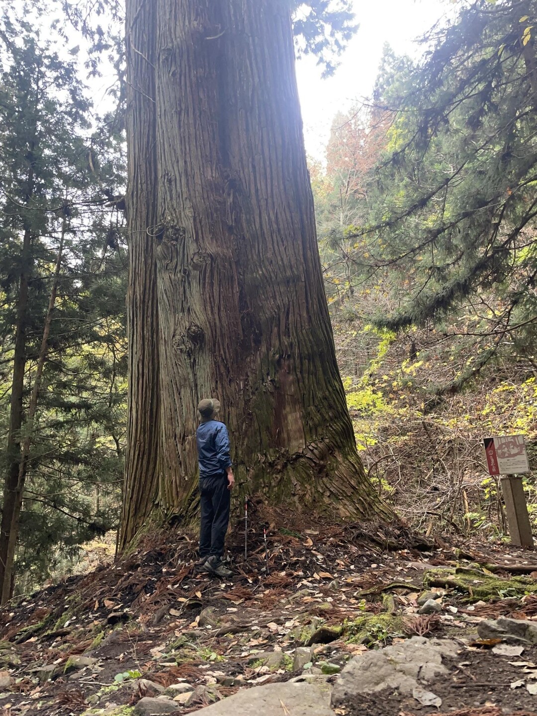 竜王山・池ノ段 / Yamashiさんの比婆山・立烏帽子山・吾妻山の活動データ | YAMAP / ヤマップ