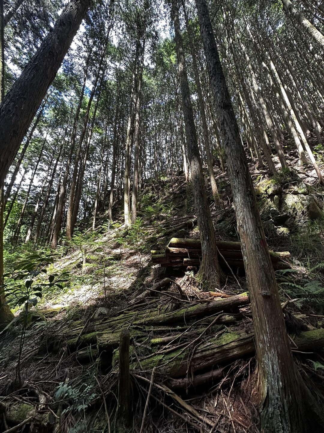 souさんの投稿したフィールドメモ | YAMAP / ヤマップ