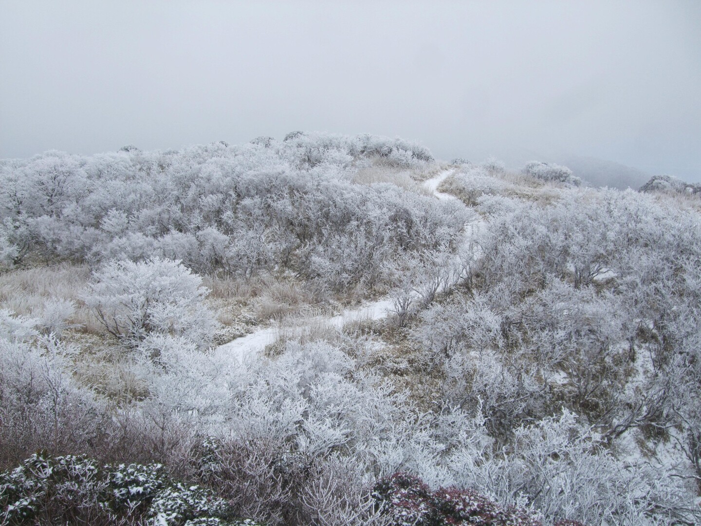 雪景色を見に黒岩山へ / al (アル)さんの九重山（久住山）・大船山・星生山の活動データ | YAMAP / ヤマップ