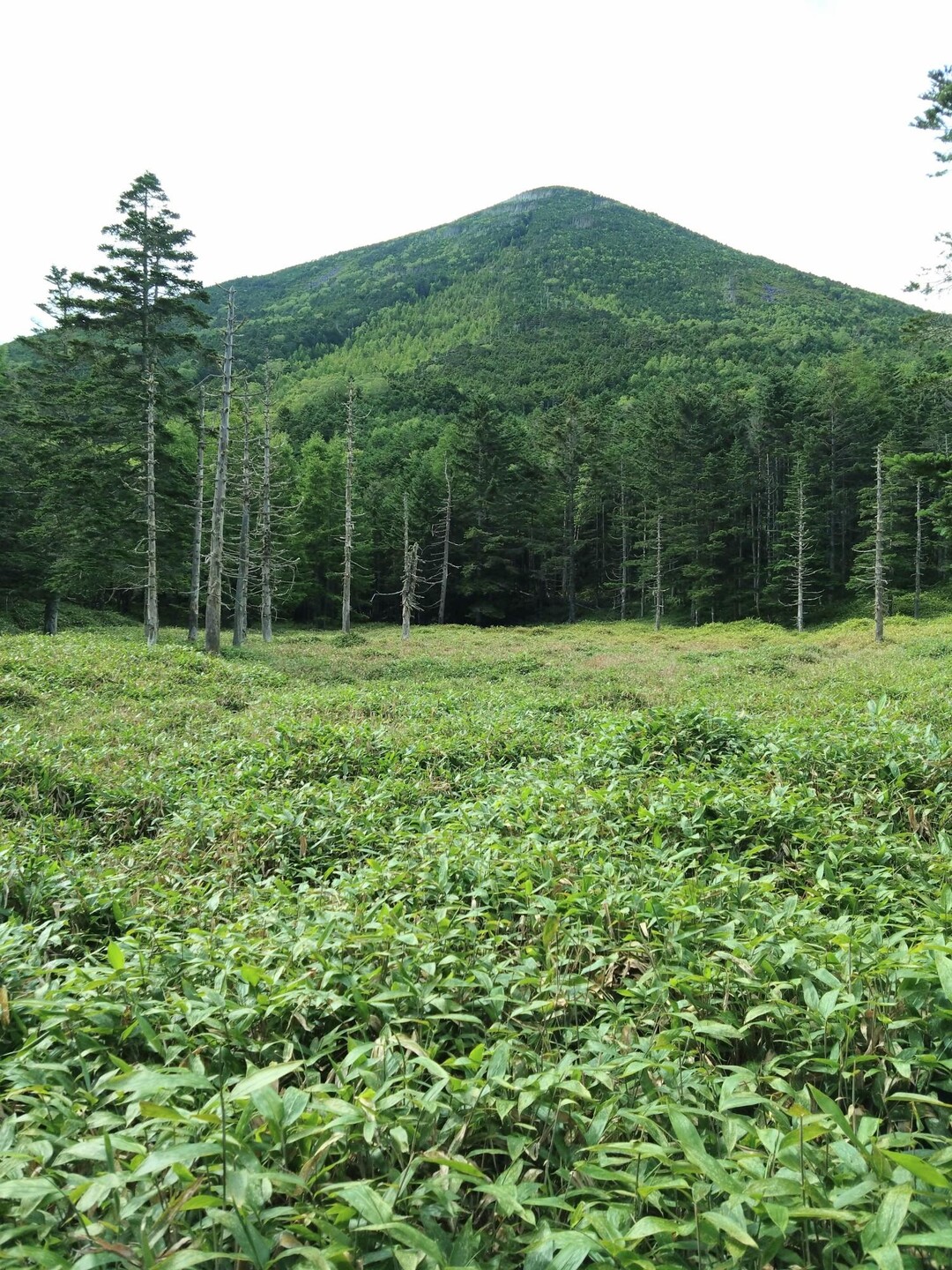 12年ぶりの蓼科山 / kamoさんの蓼科山・横岳・縞枯山の活動データ | YAMAP / ヤマップ