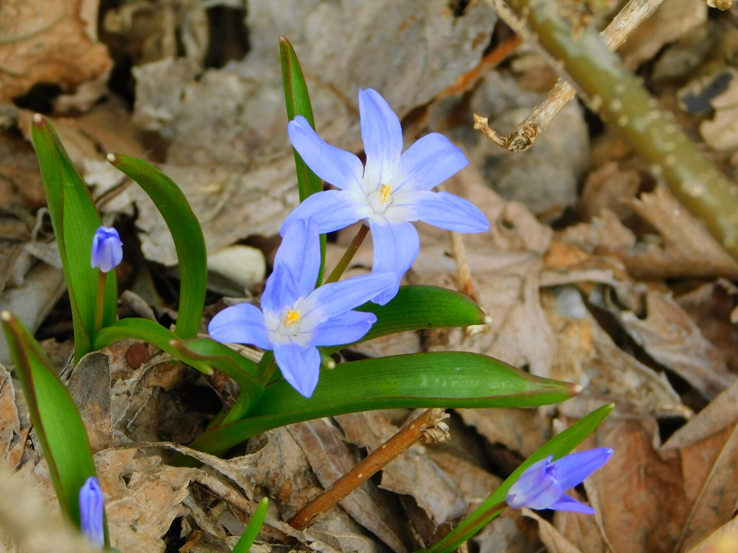 暇活② 午後から天気が良くなったので百合... / Syoさんのモーメント | YAMAP / ヤマップ