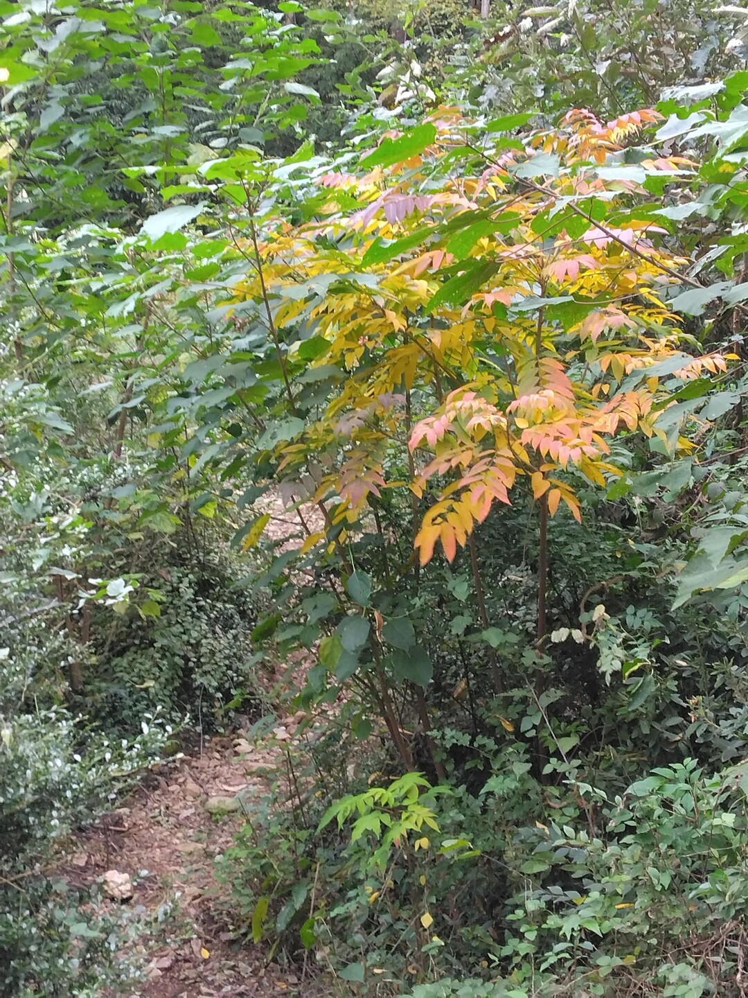 鷹巣山・金華山 / Kakkoさんの金華山・洞山・舟伏山の活動データ | YAMAP / ヤマップ