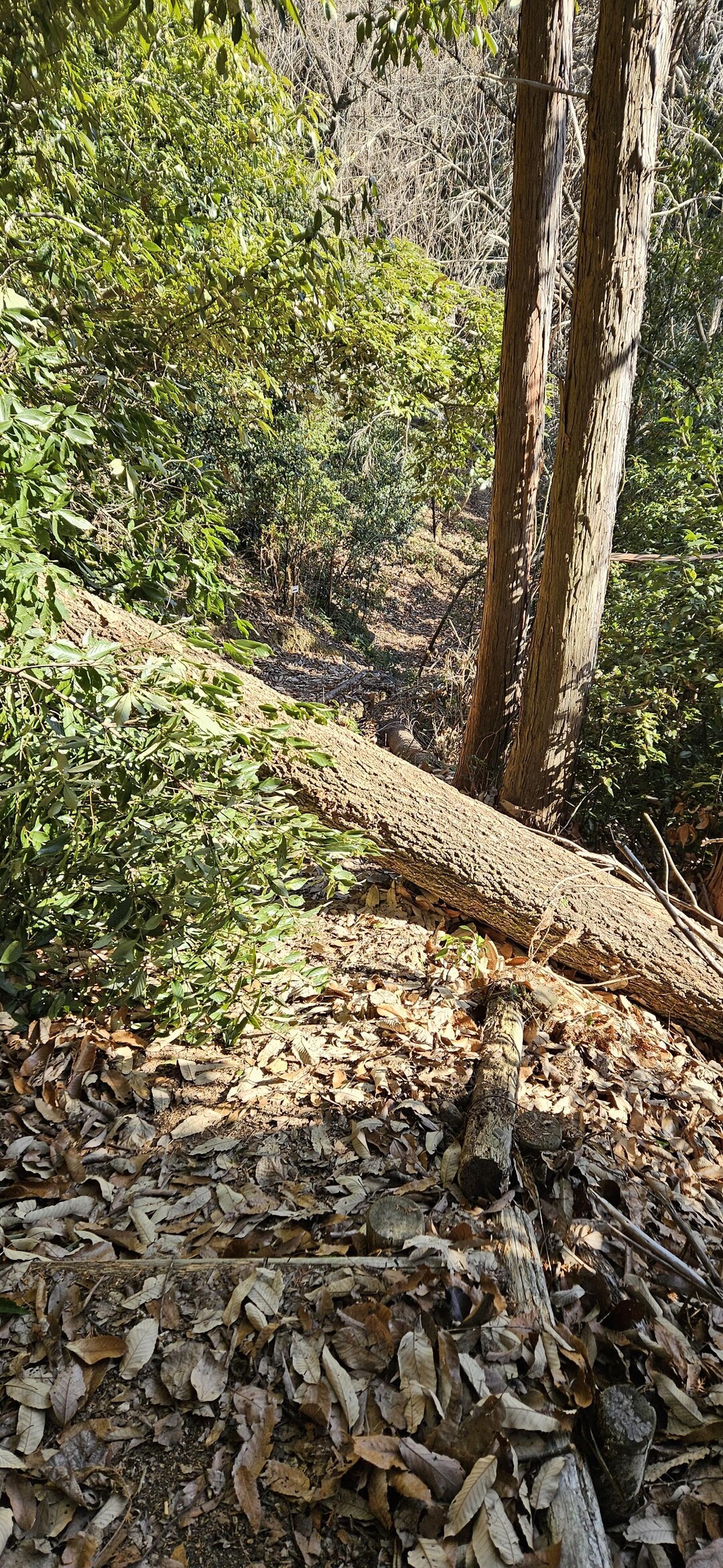 Yúlÿさんの投稿したフィールドメモ | YAMAP / ヤマップ