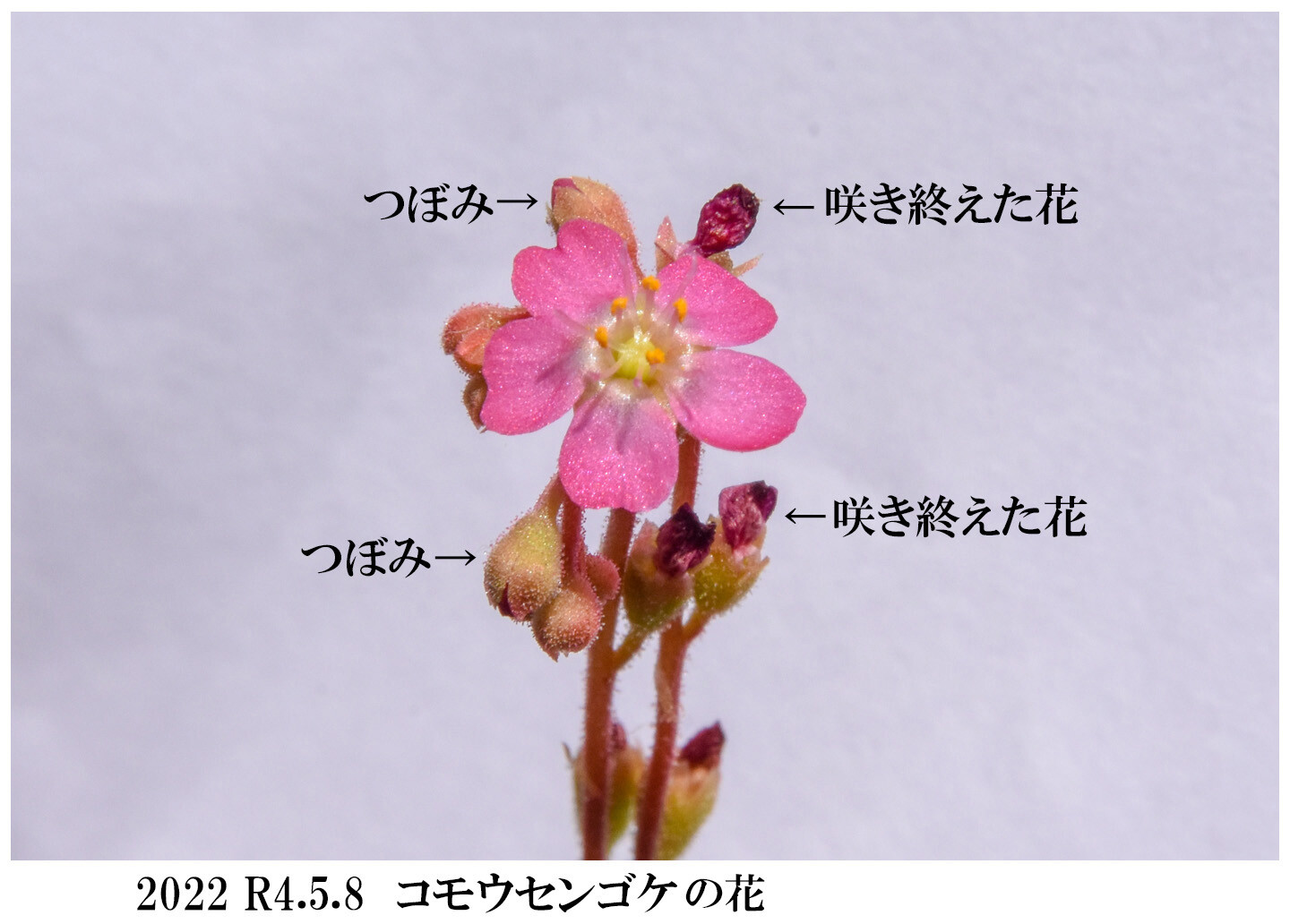 袴腰山(大津富士)1354 2022 R... / 袴腰のベニトンボさんのモーメント | YAMAP / ヤマップ