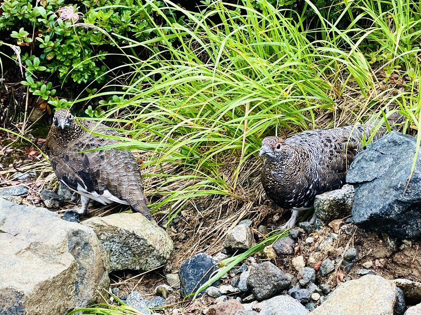 立山3日目。今朝も7時台から当然のように... / foliageさんのモーメント | YAMAP / ヤマップ