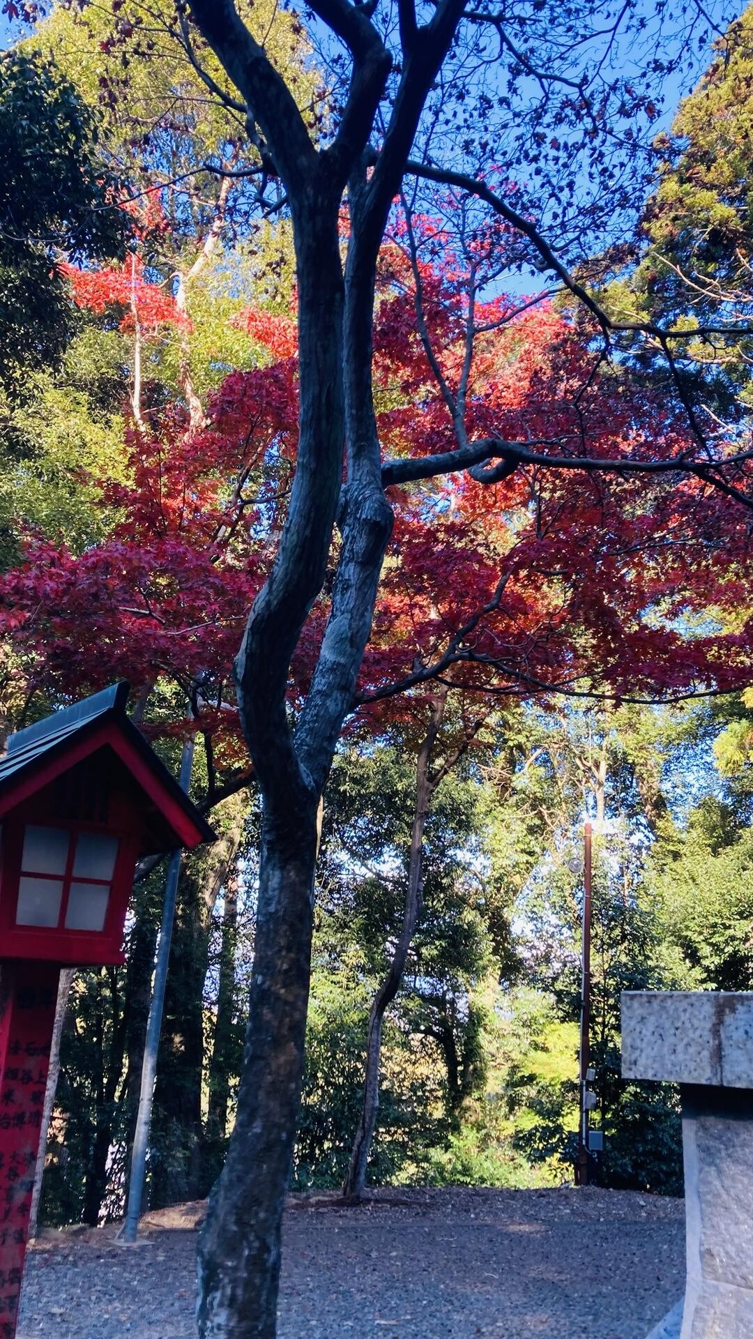 有度山山歩🚶‍♀️ / KRN.mmさんの日本平の活動データ | YAMAP / ヤマップ
