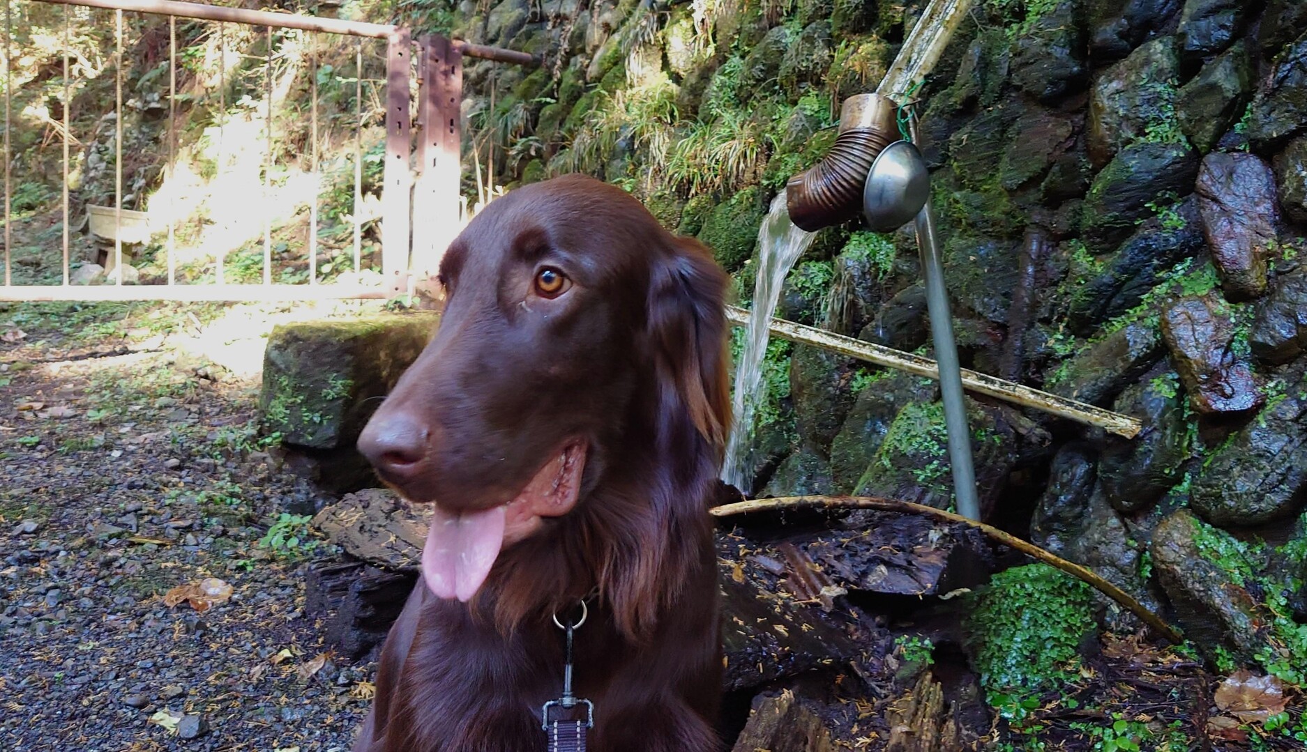 柴山 / MCボビヲさんのヤマノススメ巡礼マップ（天覚山・大高山・子の権現）の活動データ | YAMAP / ヤマップ