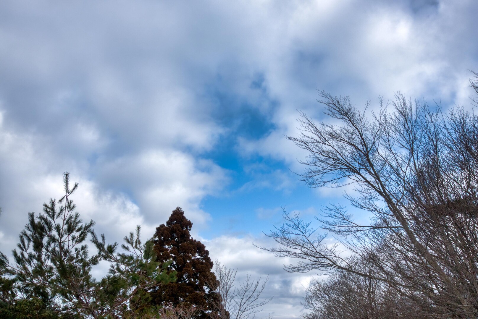 雲のジュウザ（日本コバ） / persさんの日本コバの活動日記 | YAMAP / ヤマップ