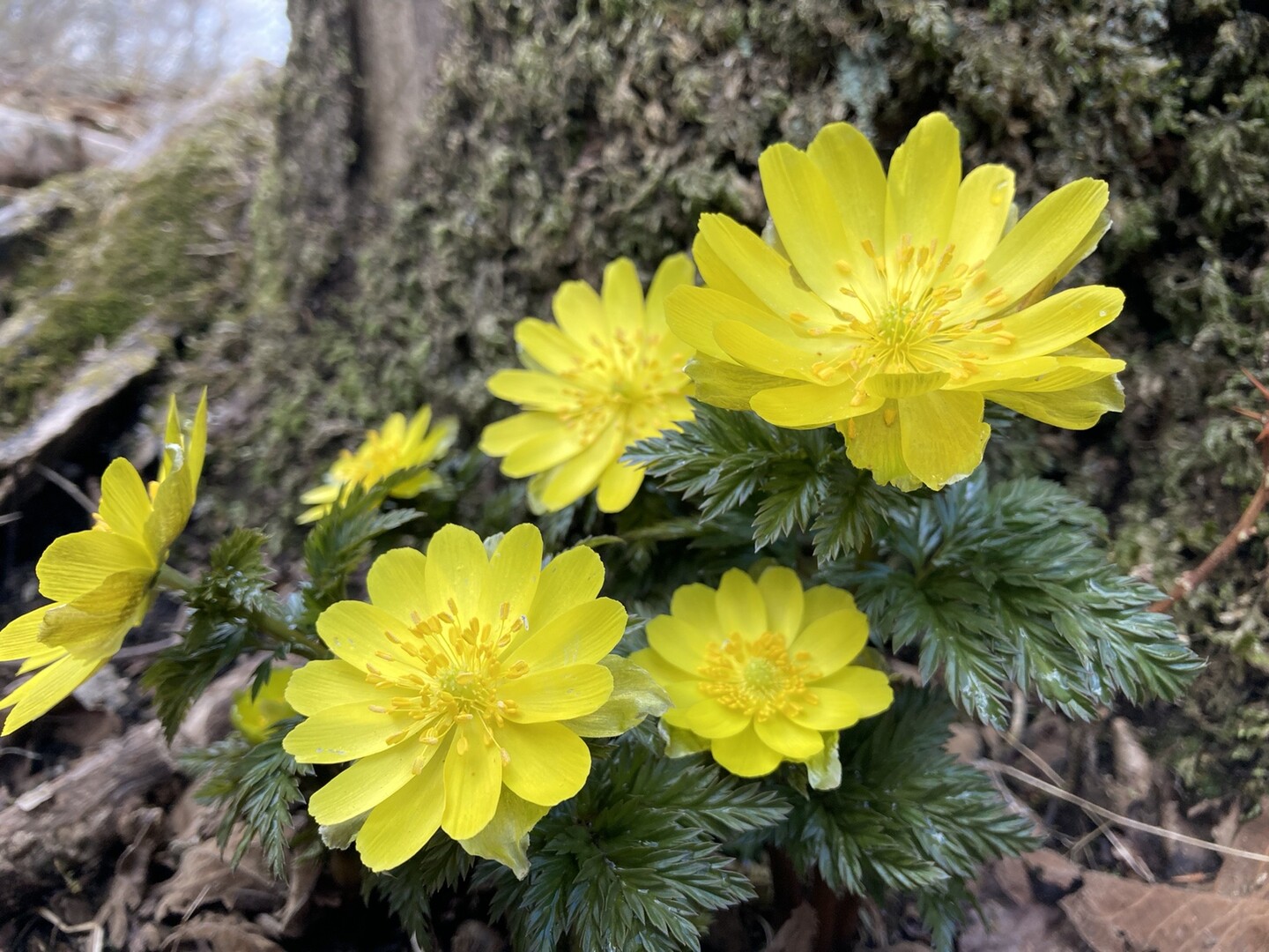 鶏足山 / YOSHIKIさんの国見山の活動データ | YAMAP / ヤマップ