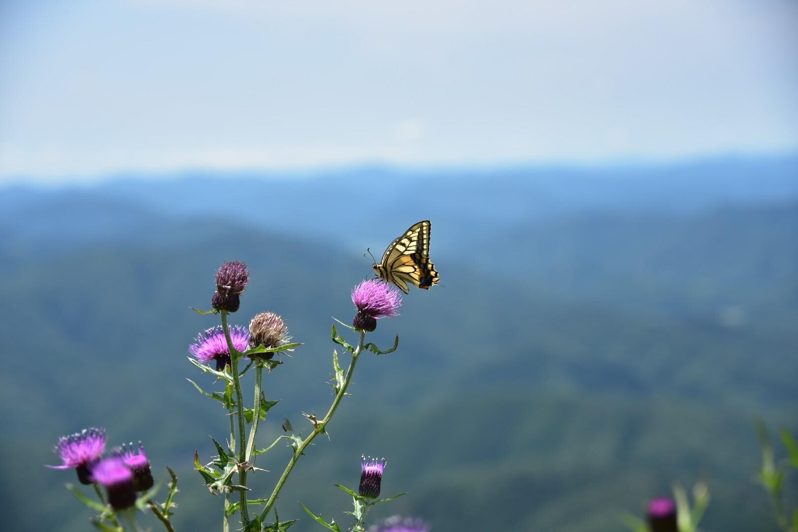 十種ヶ峰にハイキング。 カメラの練習も兼... / emu626さんのモーメント | YAMAP / ヤマップ