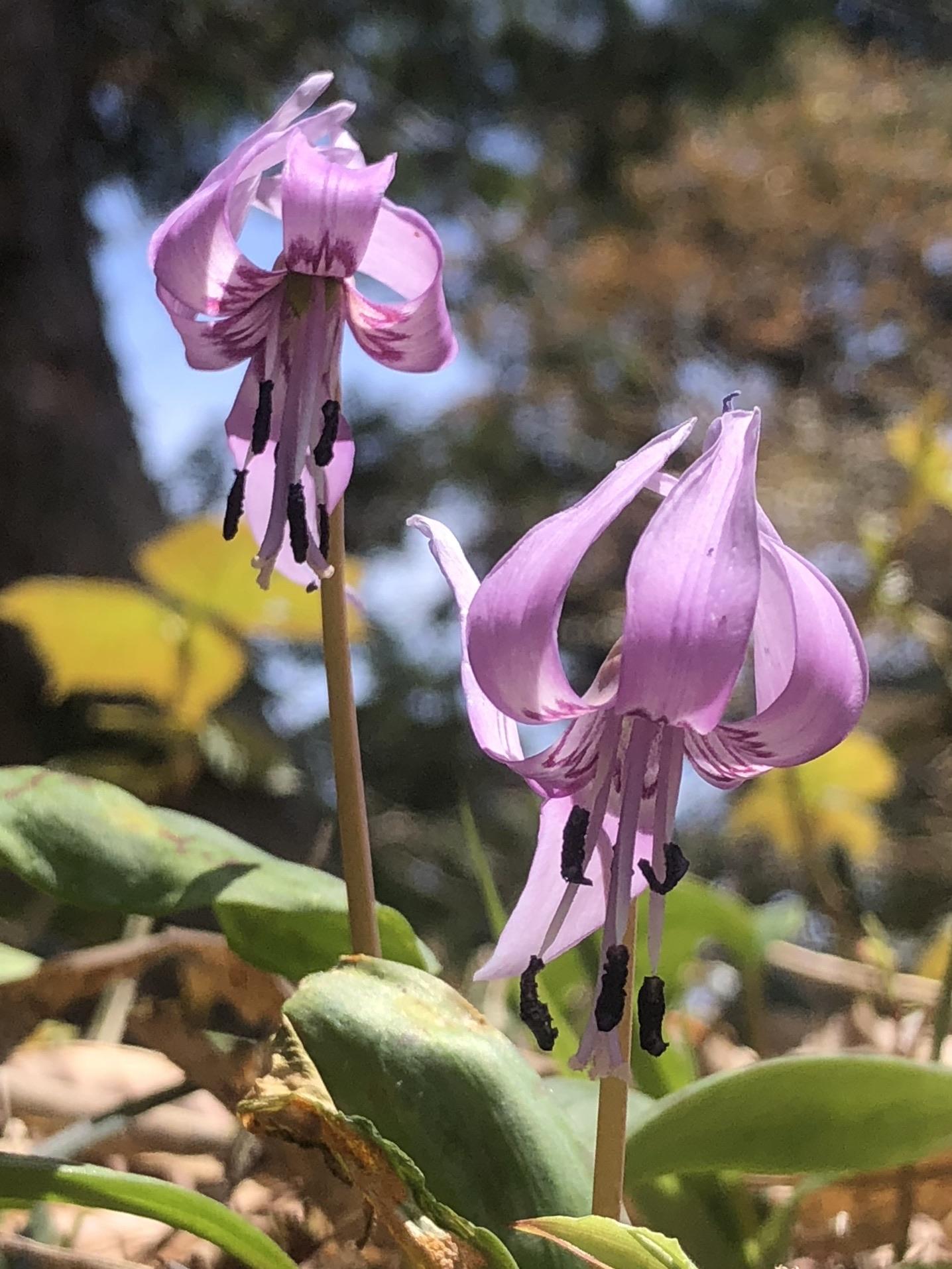 右谷山・錦ヶ岳 / neroliさんの吉和冠山（安芸冠山）・広高山・寂地山の活動データ | YAMAP / ヤマップ