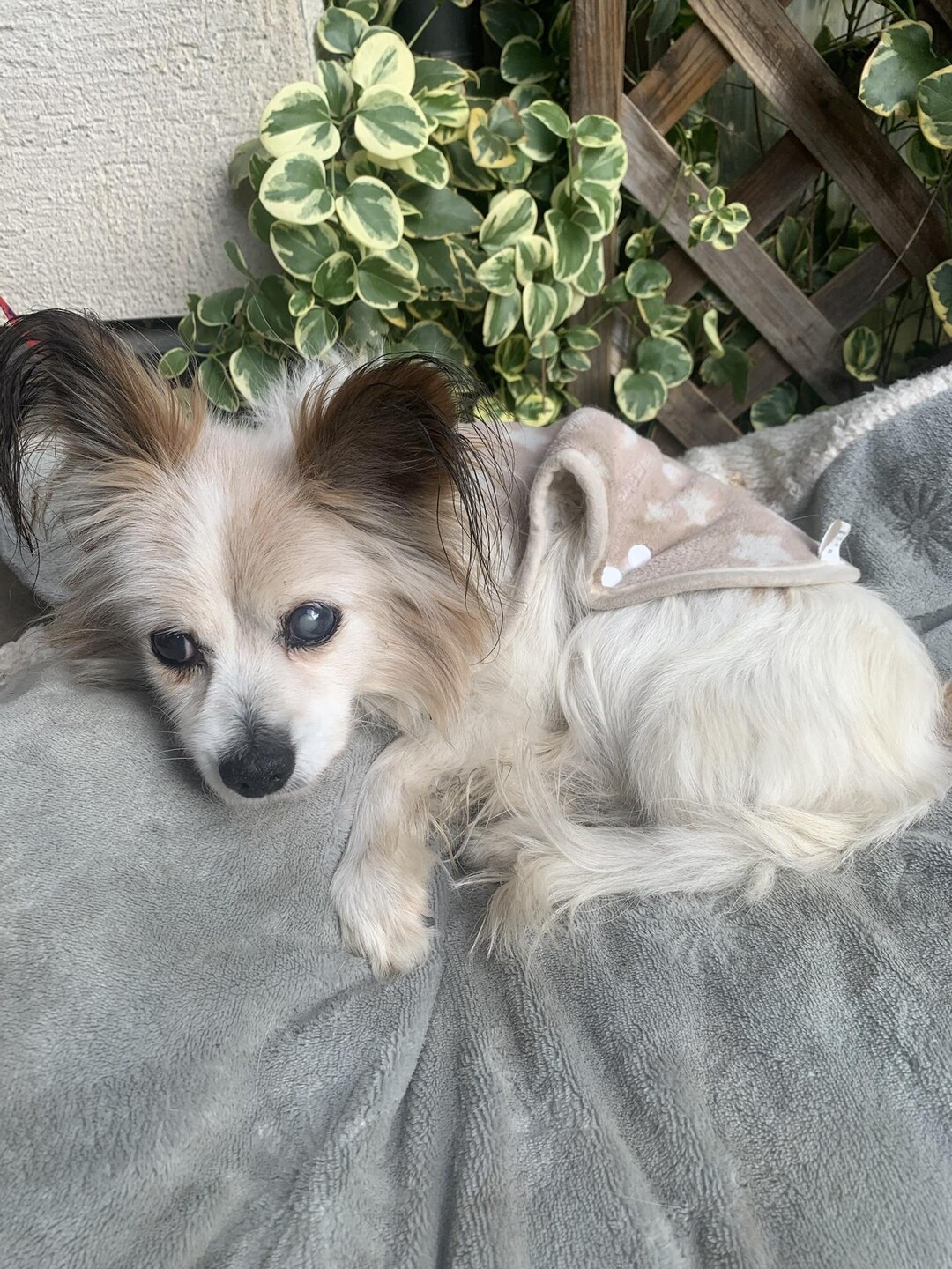 浅間山(水沢山)202 / スーパー岩魚坊主。さんの榛名山・天狗山・天目山の活動データ | YAMAP / ヤマップ