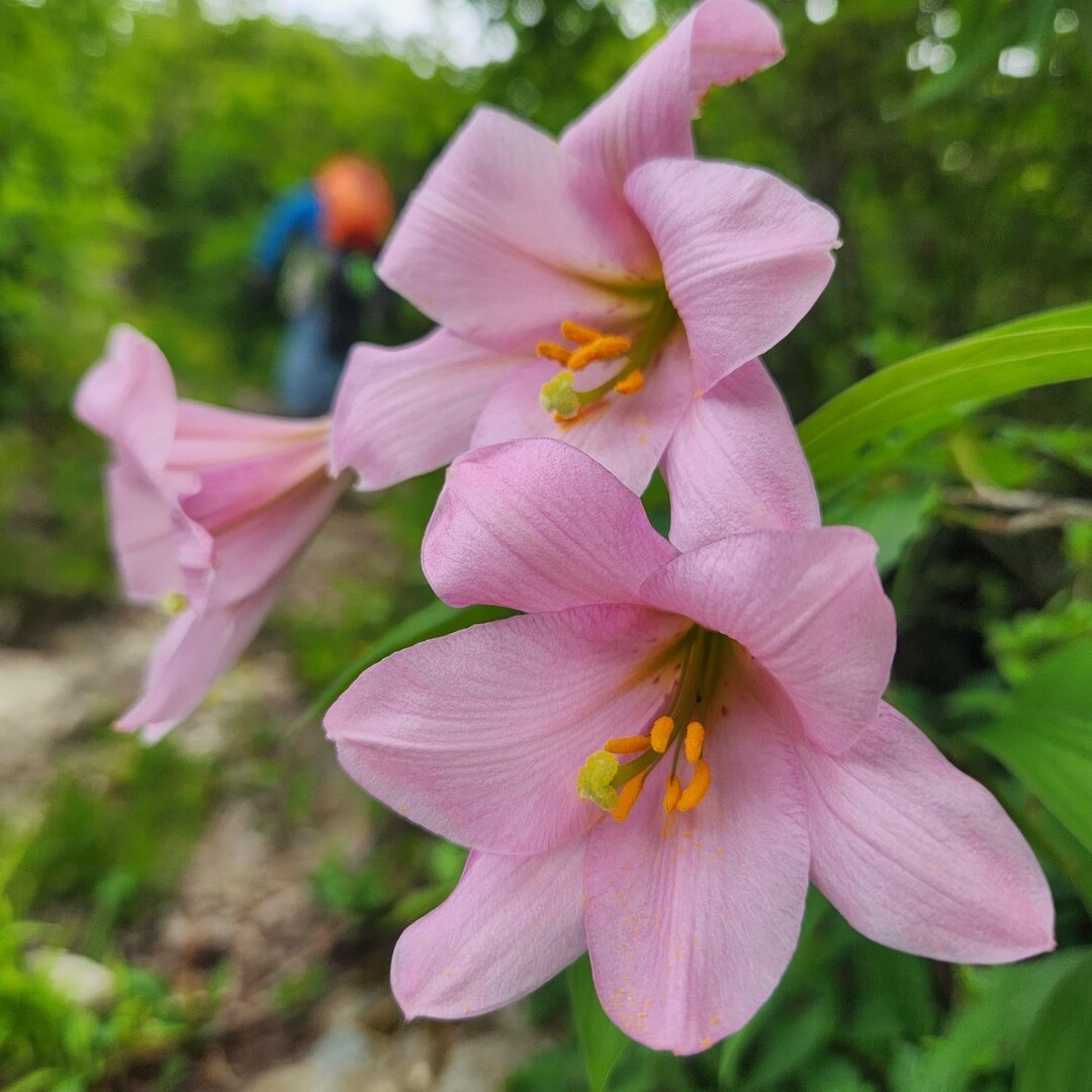 蒲生岳 / vivanoriさんの蒲生岳の活動日記 | YAMAP / ヤマップ