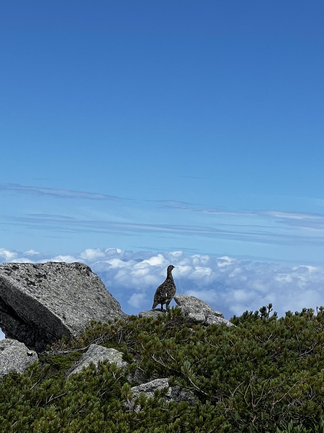 木曽駒ヶ岳（西駒ヶ岳） / neko☆🐻さんの木曽駒ヶ岳・空木岳・越百山の活動データ | YAMAP / ヤマップ