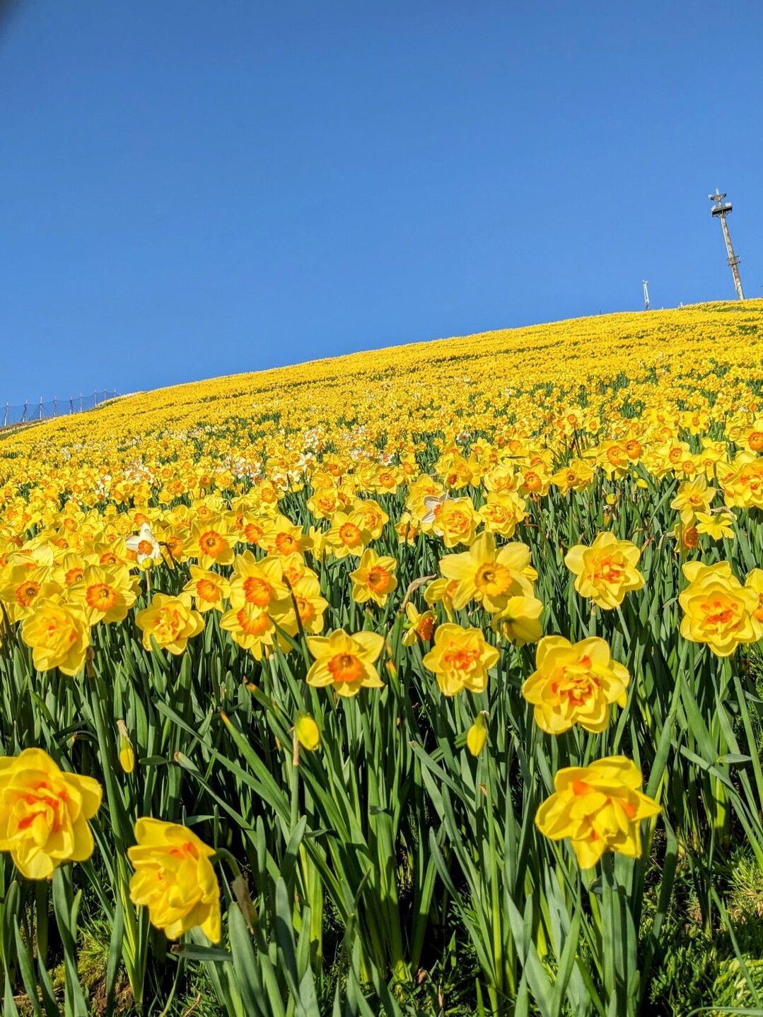 比良山縦走 / しんちゃんさんの比良山地・武奈ヶ岳・釈迦岳の活動日記 | YAMAP / ヤマップ