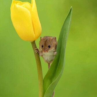 pororiのページ | YAMAP / ヤマップ