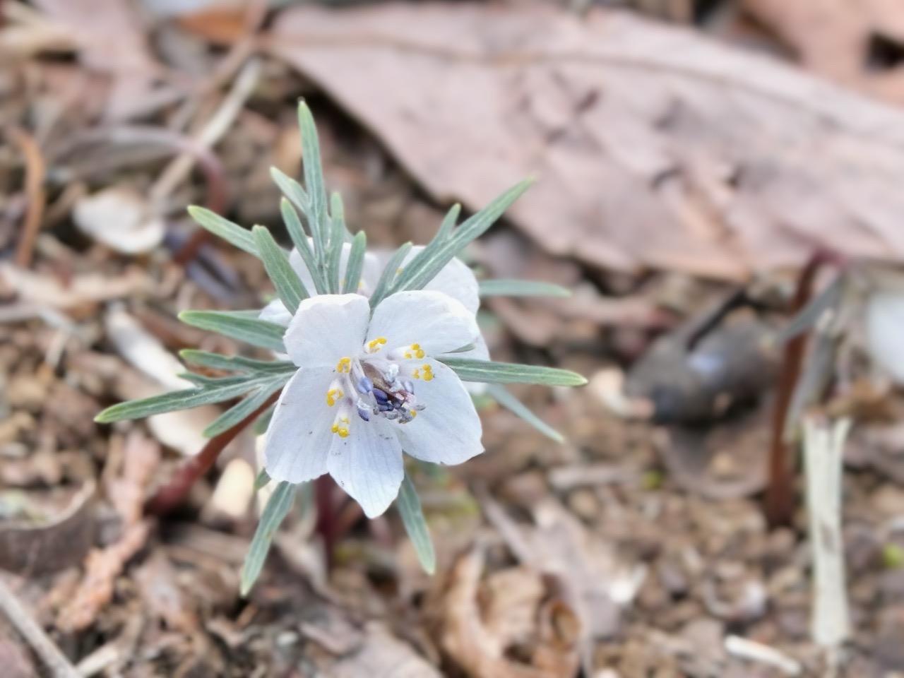 「城山かたくりの里」へ。 個人で所有管理... / skipさんのモーメント | YAMAP / ヤマップ