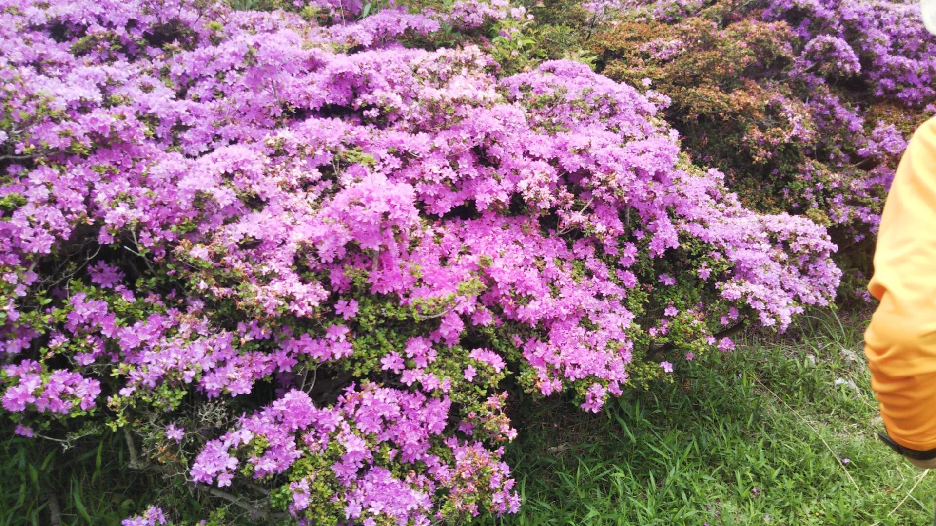 万年山🌸ﾐﾔﾏｷﾘｼﾏは… / miwaさんの万年山・伐株山の活動データ | YAMAP / ヤマップ