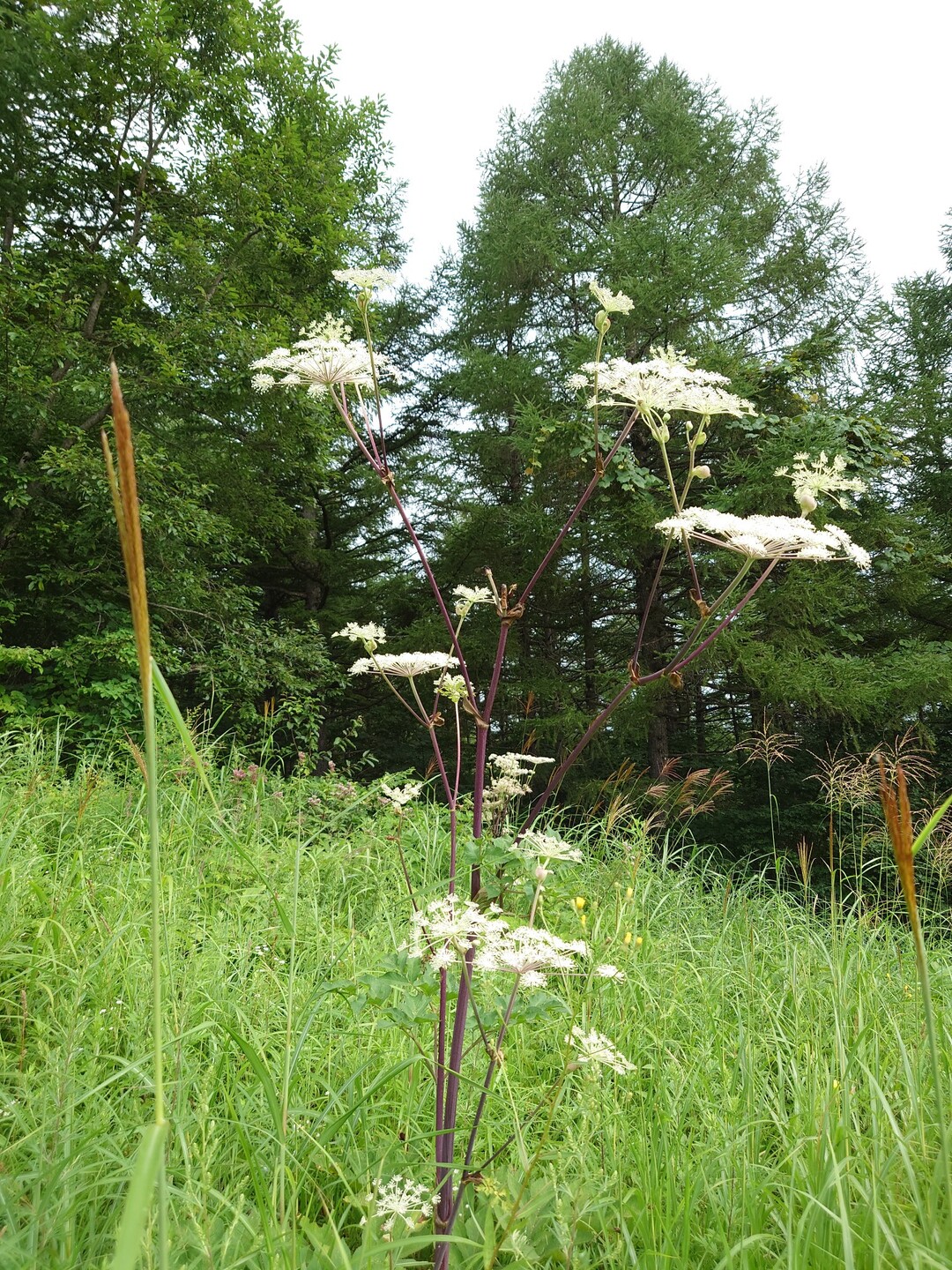 HiroNagさんの投稿したフィールドメモ | YAMAP / ヤマップ